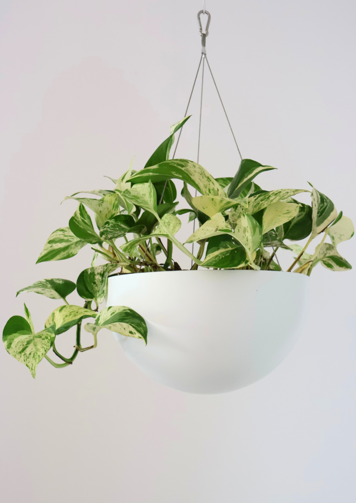 LEO Pot Large | Simply Good Pots