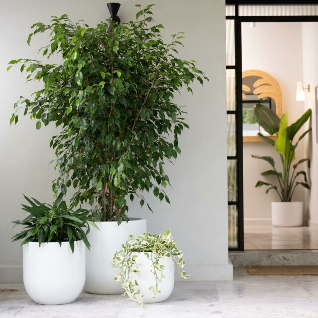 Shop | Simply Good Pots